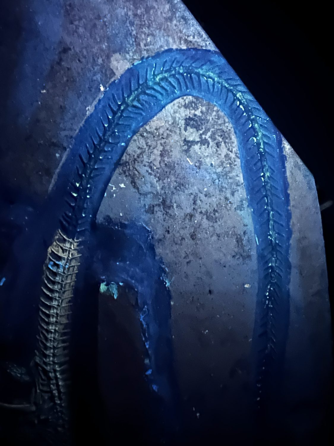 Recognizing fake fossils | Tips from the expert
